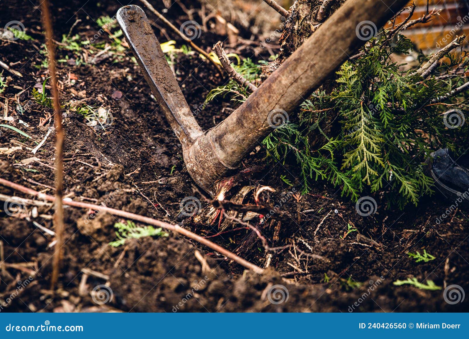 Man Digging Out Roots from the Earth Stock Photo - Image of root ...