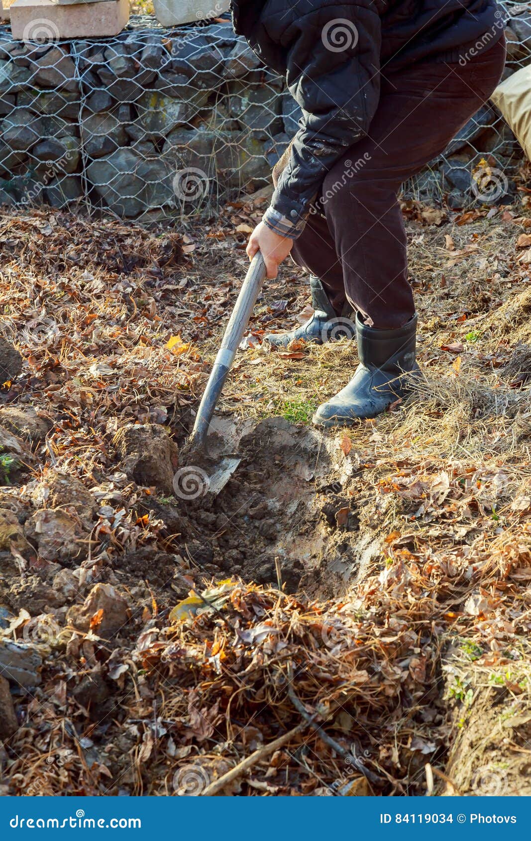 Man Digging with Spade in Autumn or Spring Garden, Stock Photo - Image ...