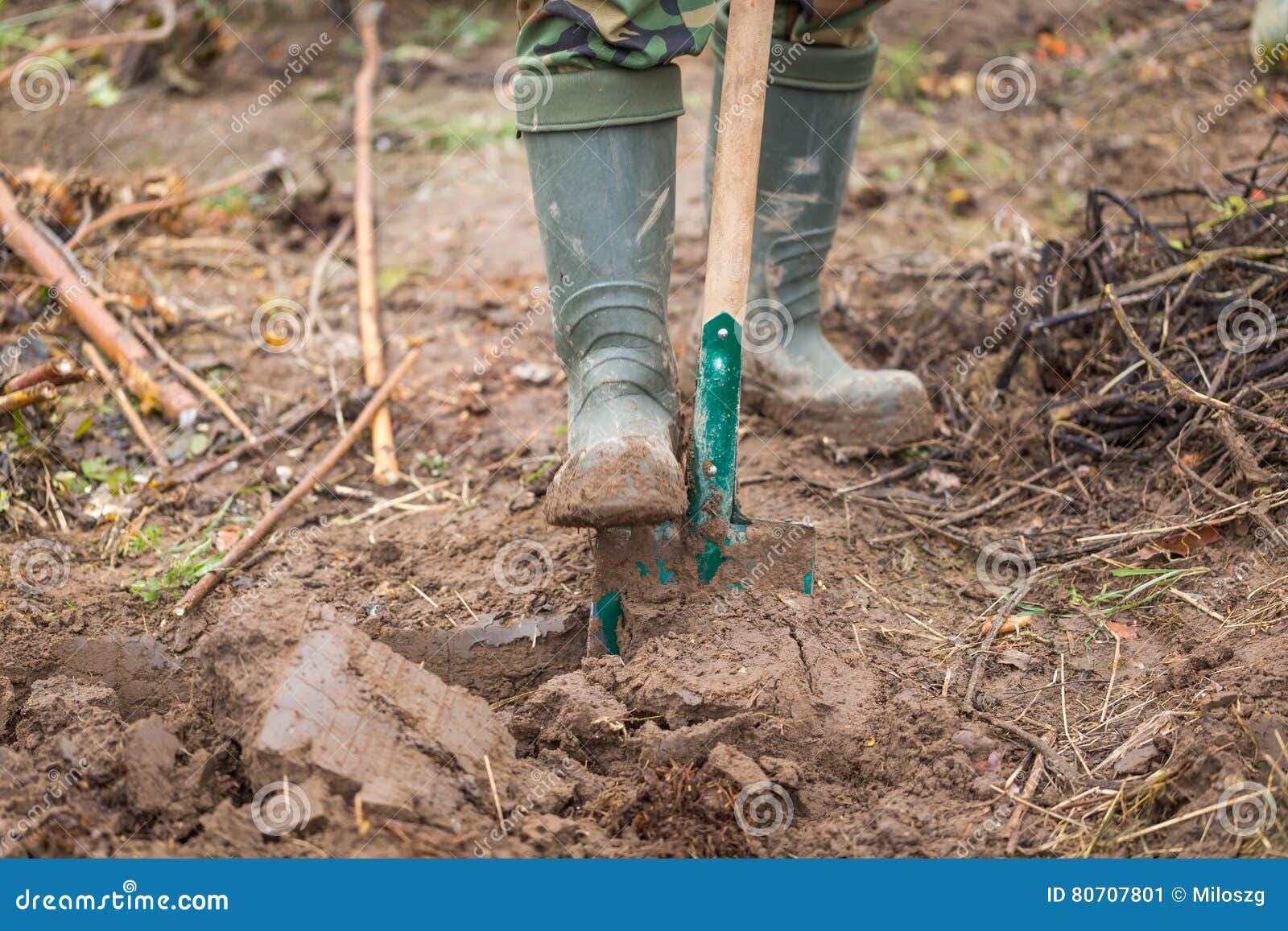 Man Digging with Spade in Garden Stock Image - Image of cultivate, farm ...