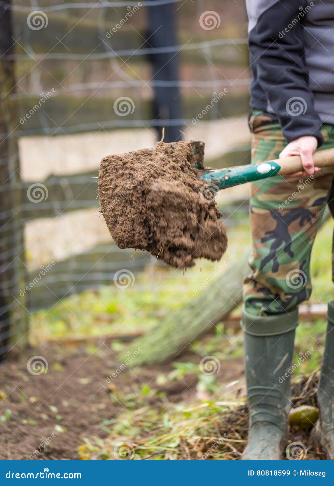 Man Digging with Spade in Garden Stock Image - Image of farm, garden ...
