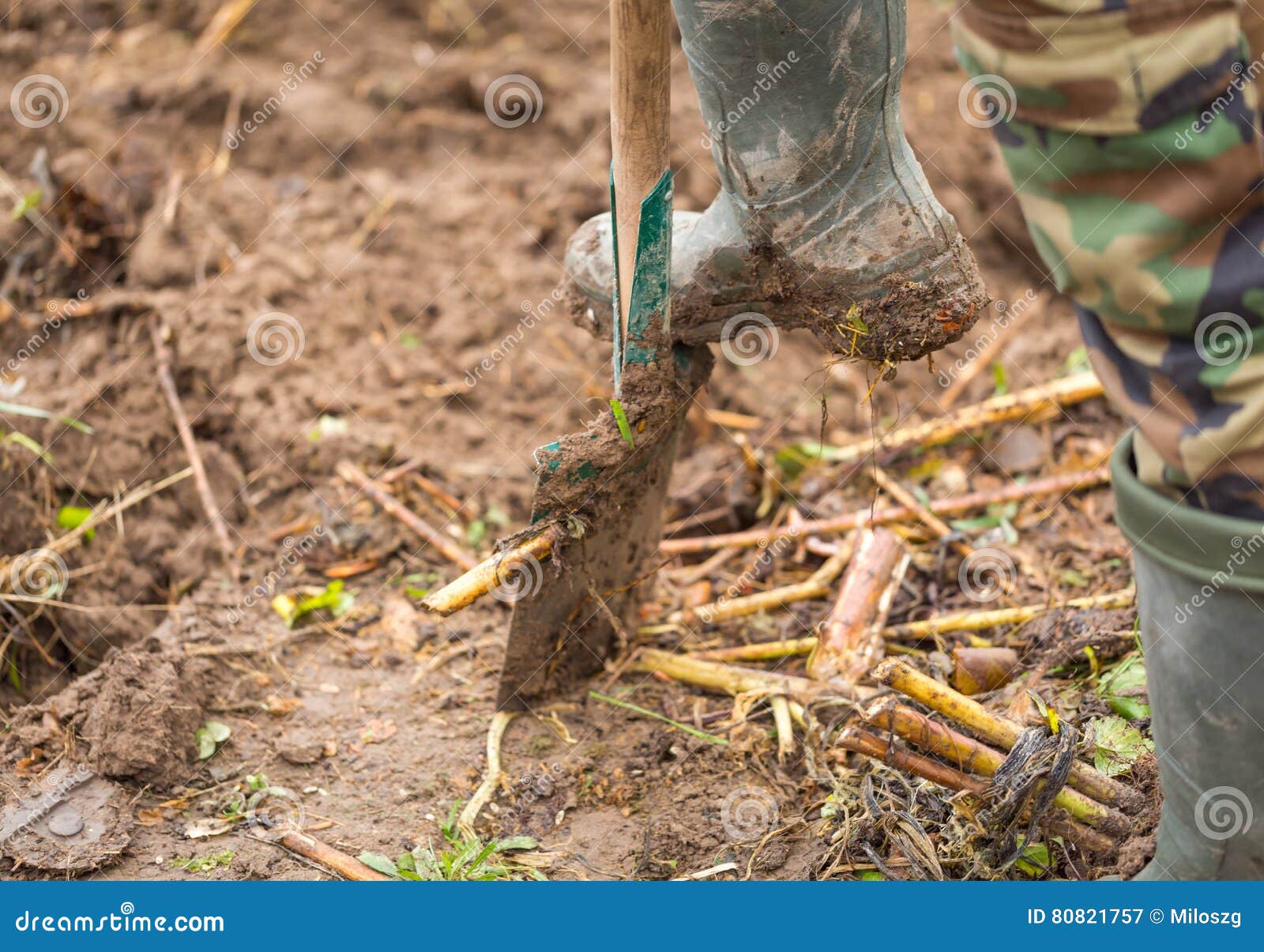 Man Digging with Spade in Garden Stock Image - Image of muddy ...