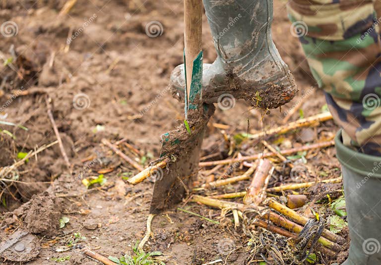 Man Digging with Spade in Garden Stock Image - Image of muddy ...