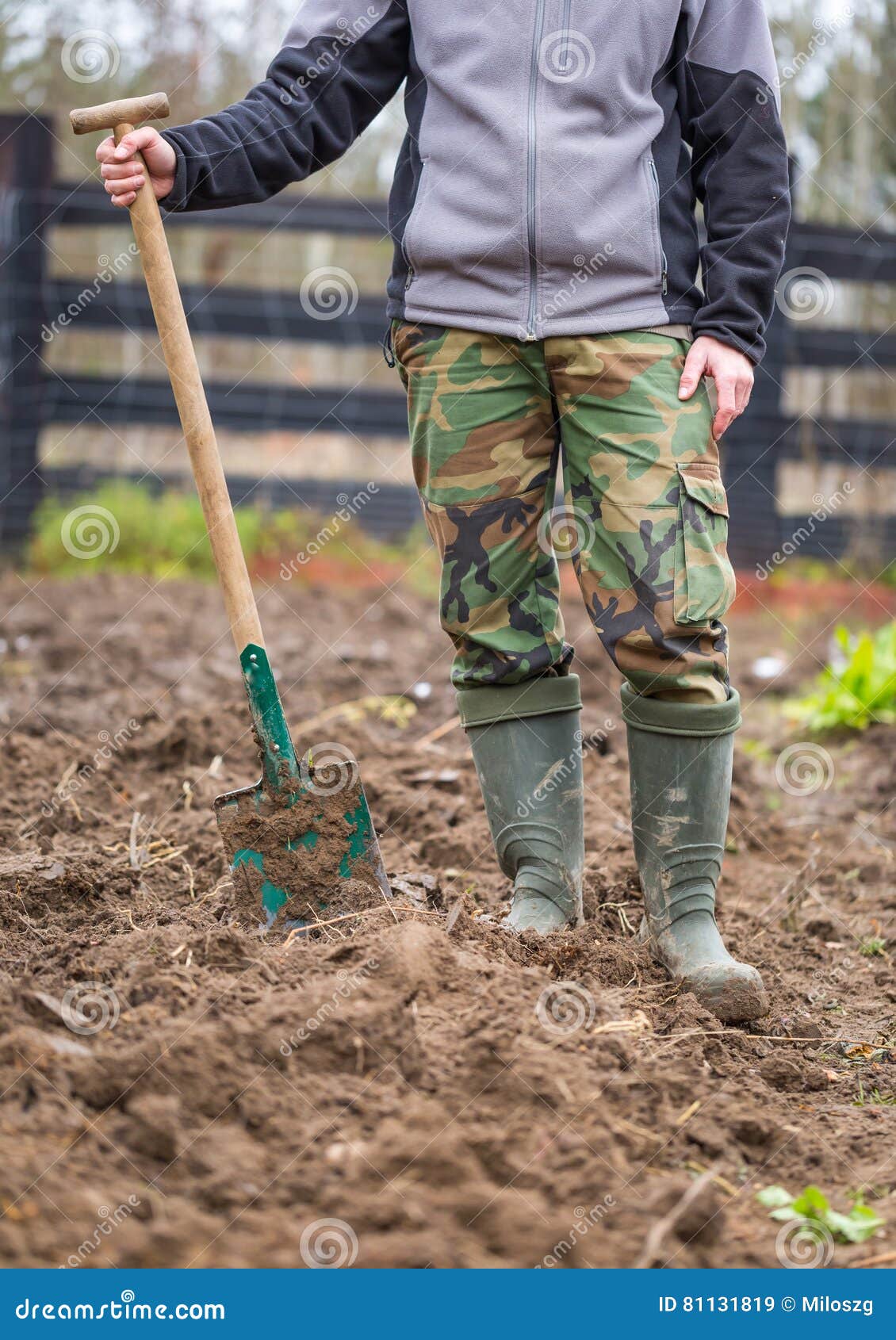 Man Digging with Spade in Garden Stock Image - Image of agriculture ...