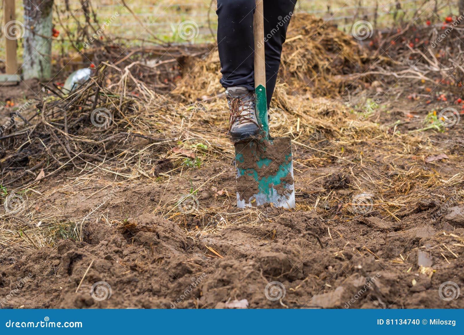 Man Digging with Spade in Garden Stock Photo - Image of equipment ...
