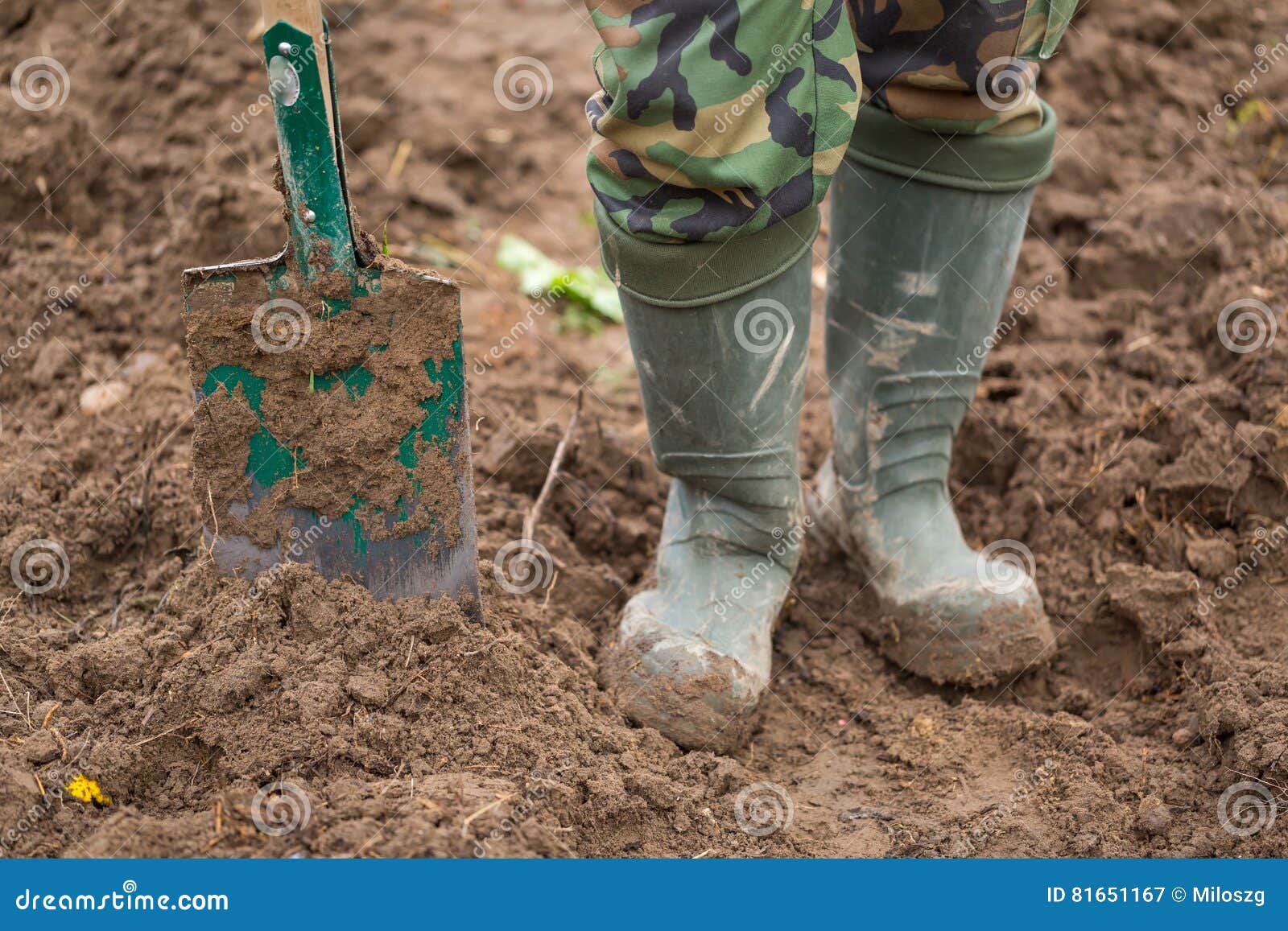 Man Digging with Spade in Garden Stock Image - Image of season ...