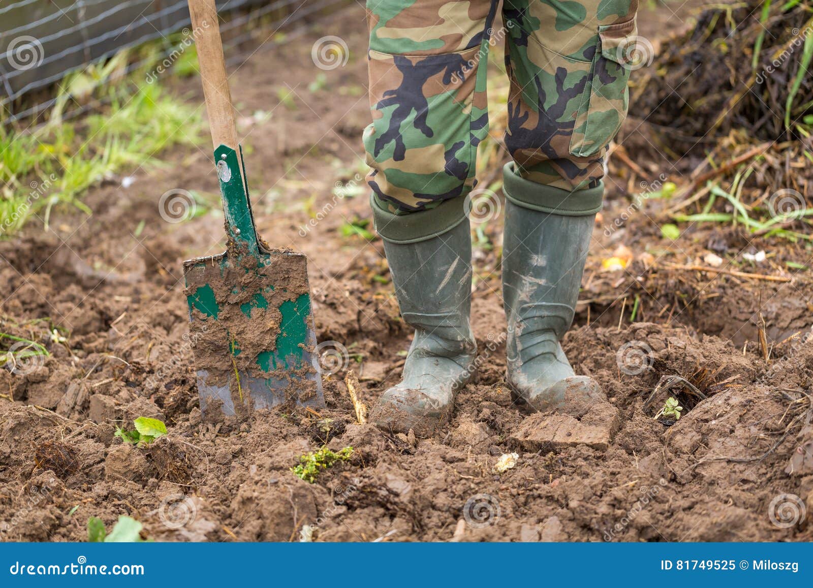 Man Digging with Spade in Garden Stock Image - Image of farm ...
