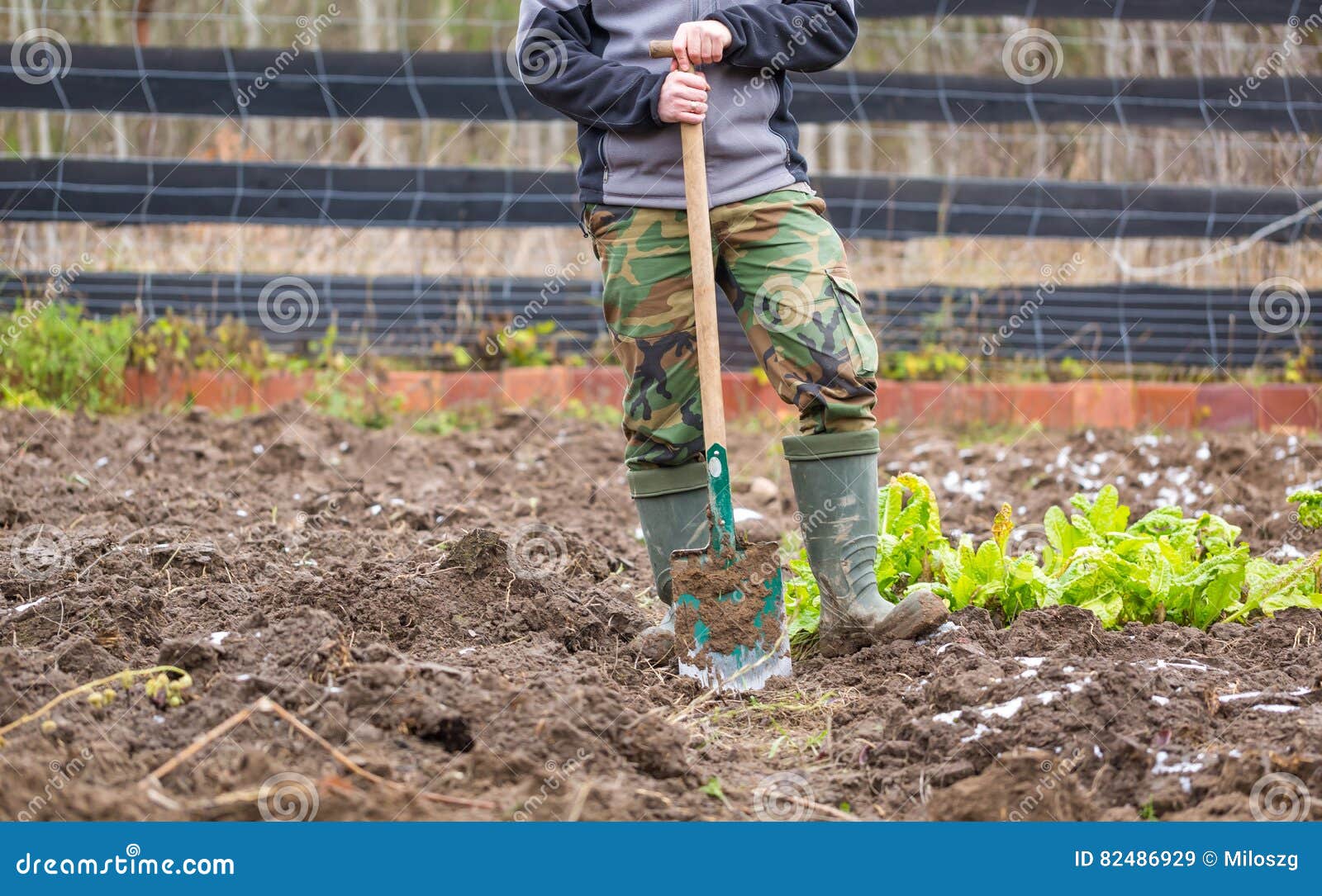 Man Digging with Spade in Garden Stock Image - Image of gardening ...