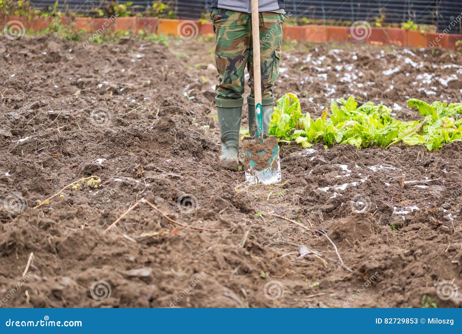 Man Digging with Spade in Garden Stock Image - Image of boots ...