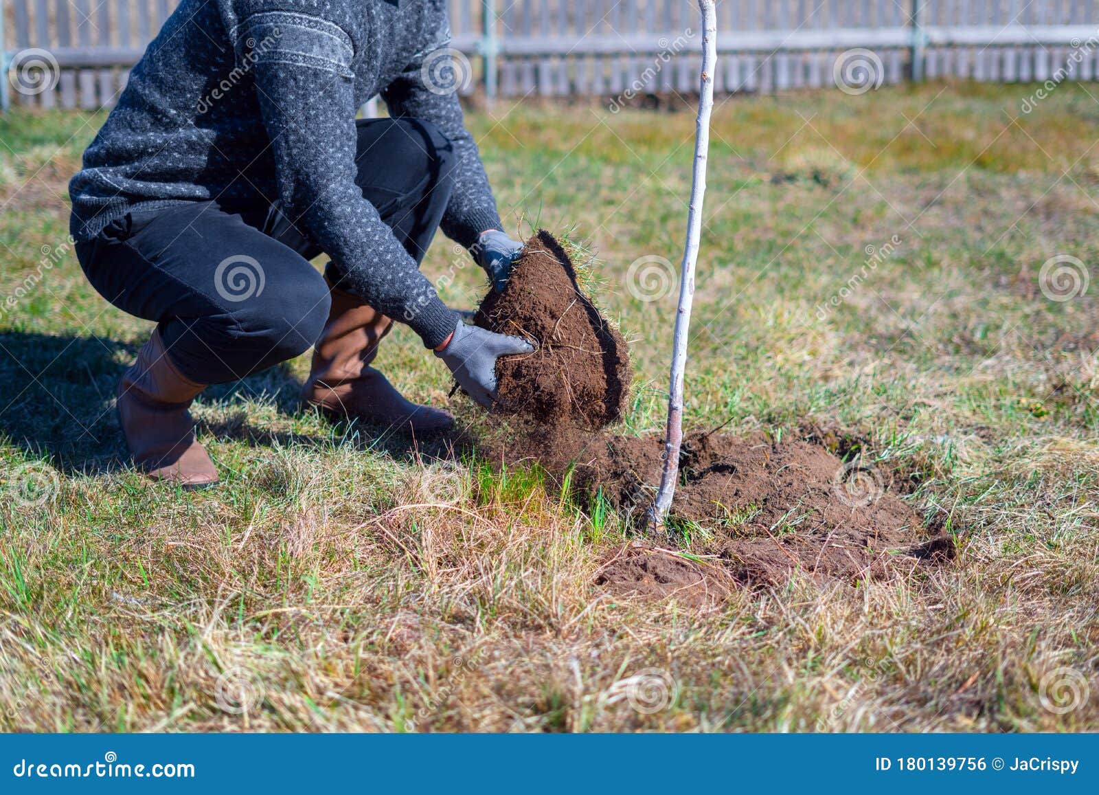 Man Digging Turf And Inverting Dirt. Preparing Soil Around The Plant ...