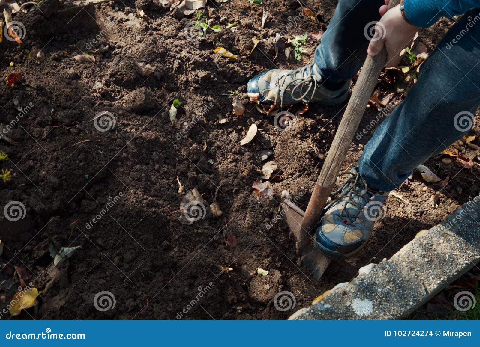 Man Digging Up Vegetables on a Garden, His Legs and a Spade in Focus ...