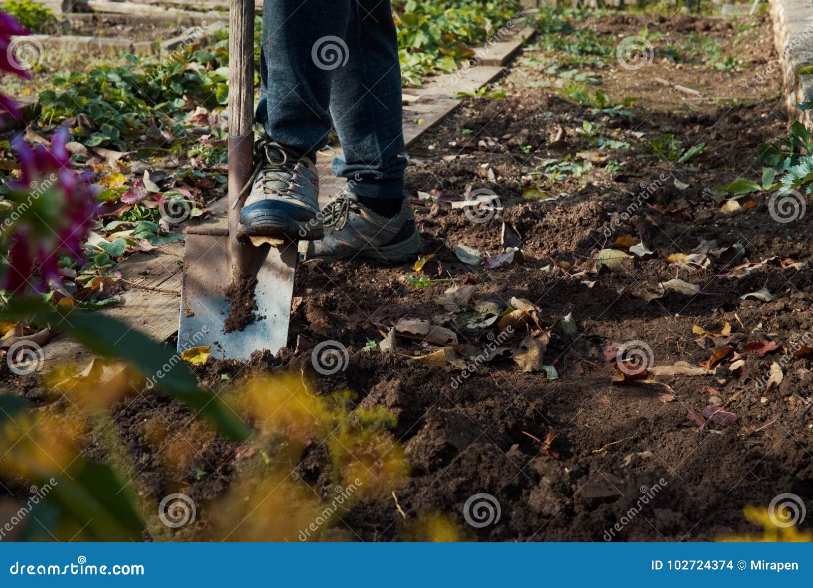 Man Digging Up Vegetables on a Garden, His Legs and a Spade in Focus ...
