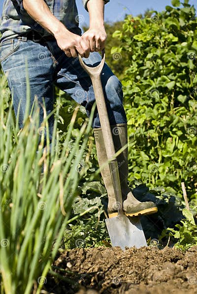 Man Digging in Vegetable Garden Stock Photo - Image of green, garden ...