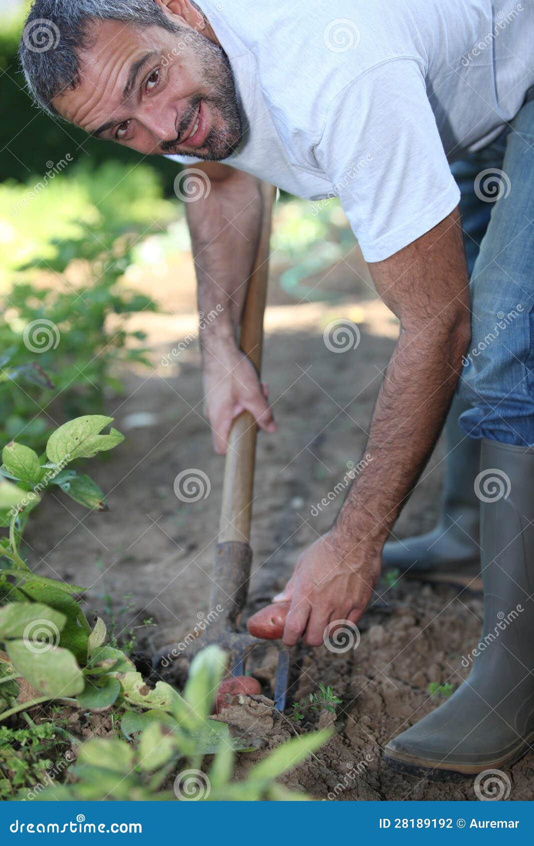 Man Digging a Vegetable Patch Stock Photo - Image of lifestyle ...