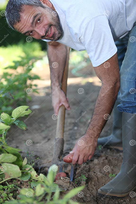 Man Digging a Vegetable Patch Stock Photo - Image of lifestyle ...