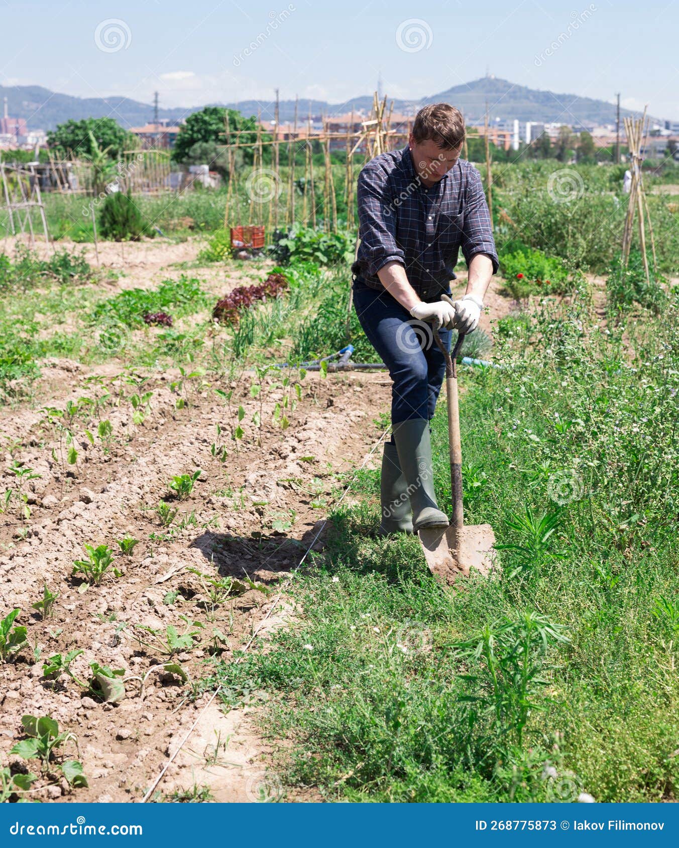 Man Digging Weeds on the Field with Shovel Stock Image - Image of ...