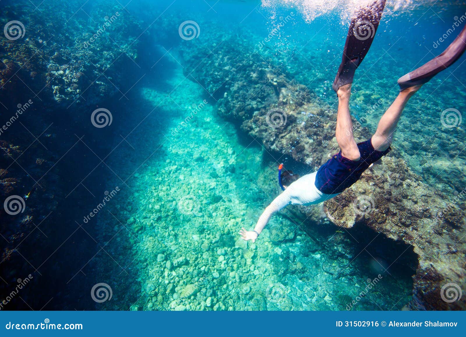 Man diving stock photo. Image of activity, coral, tropical - 31502916