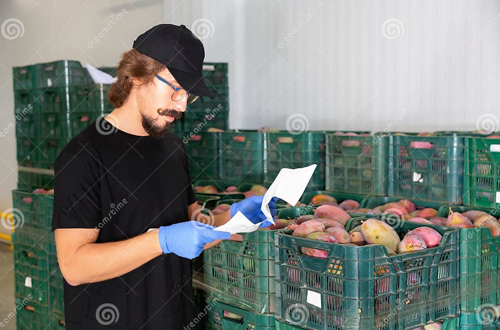 Man with Documents Checking Quality of Mango Fruits before Import at ...