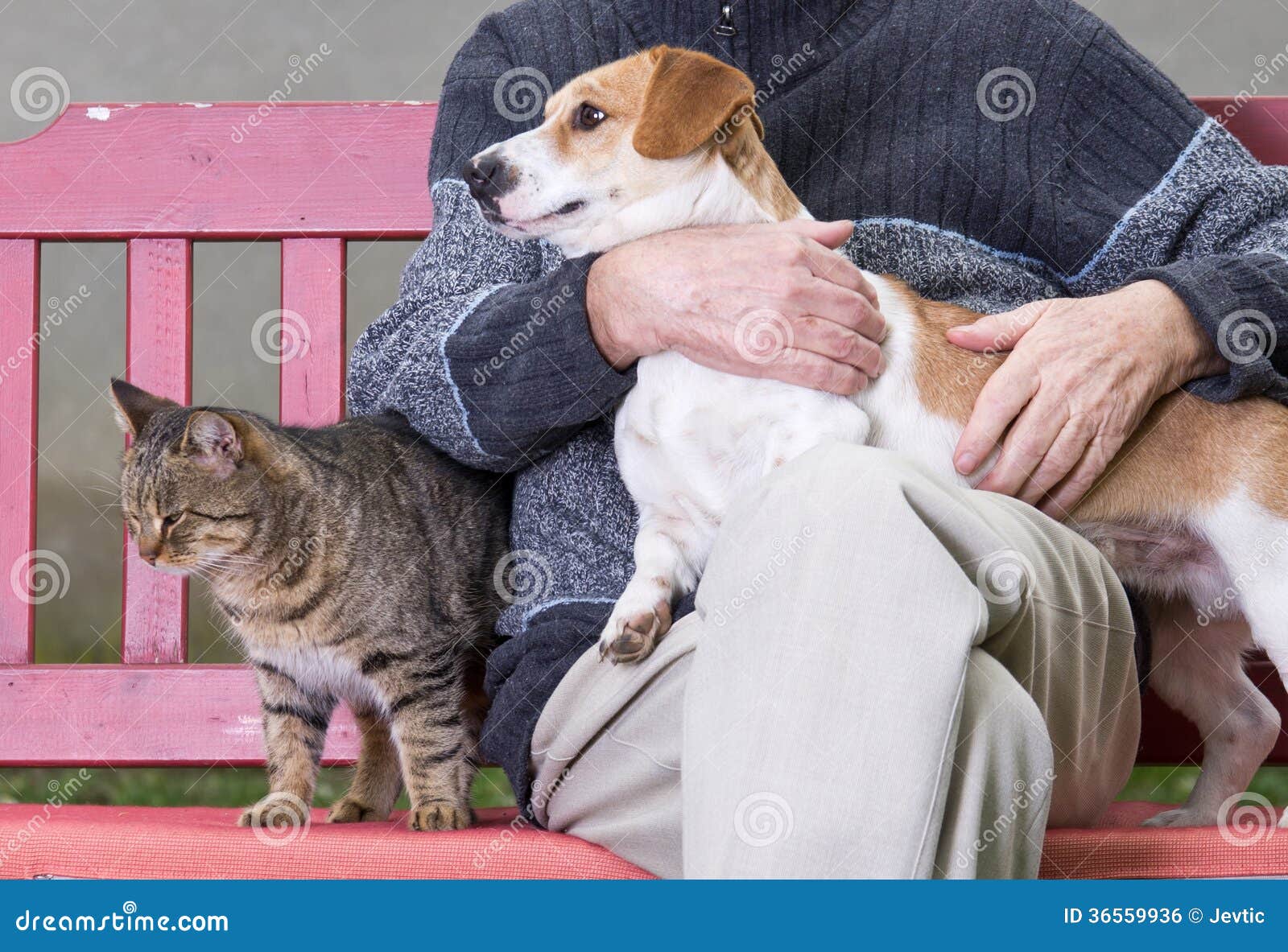 Man with dog and cat stock photo. Image of cuddling, doggy - 36559936