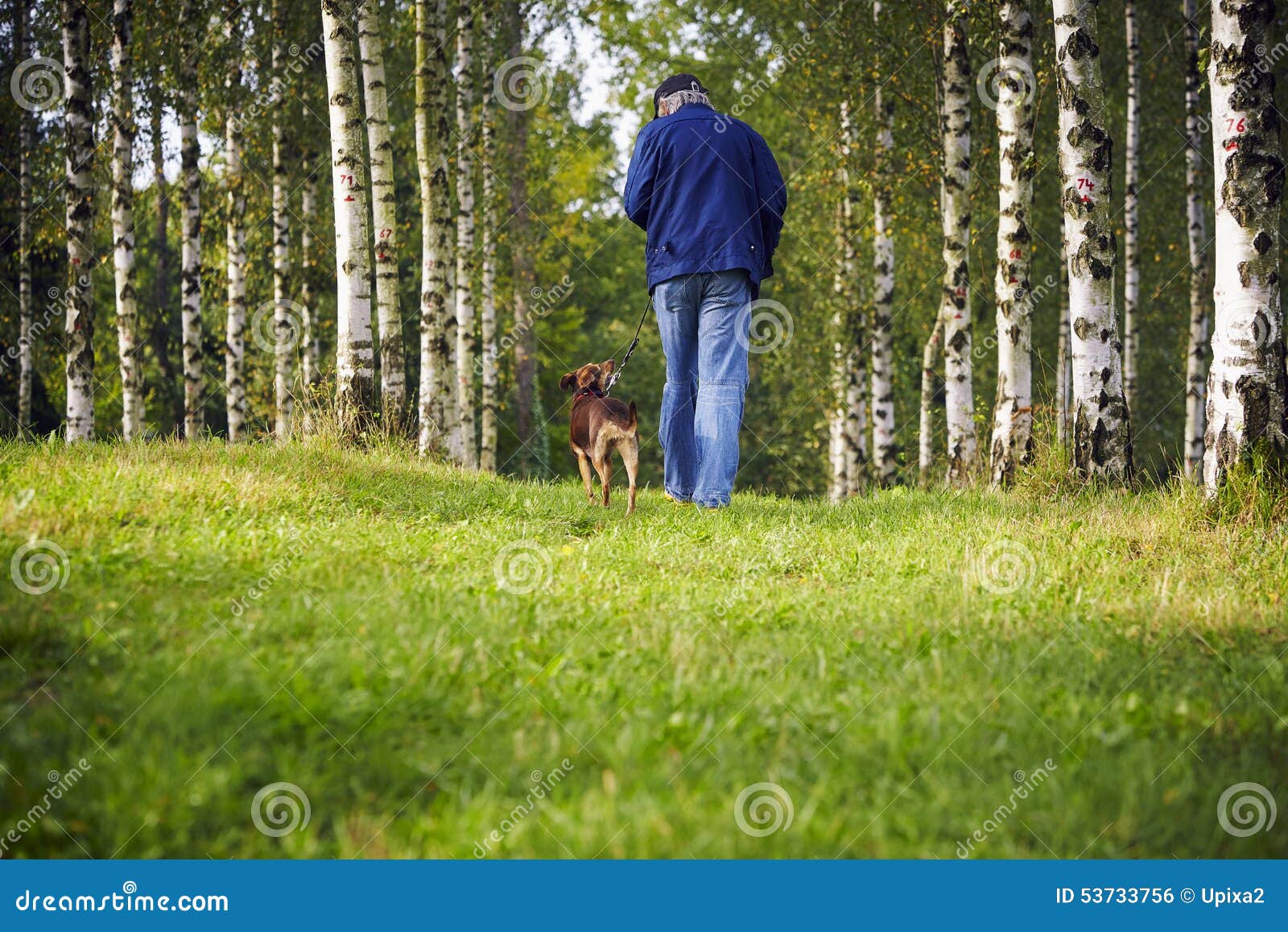Man dog forest trees stock photo. Image of walk, person - 53733756