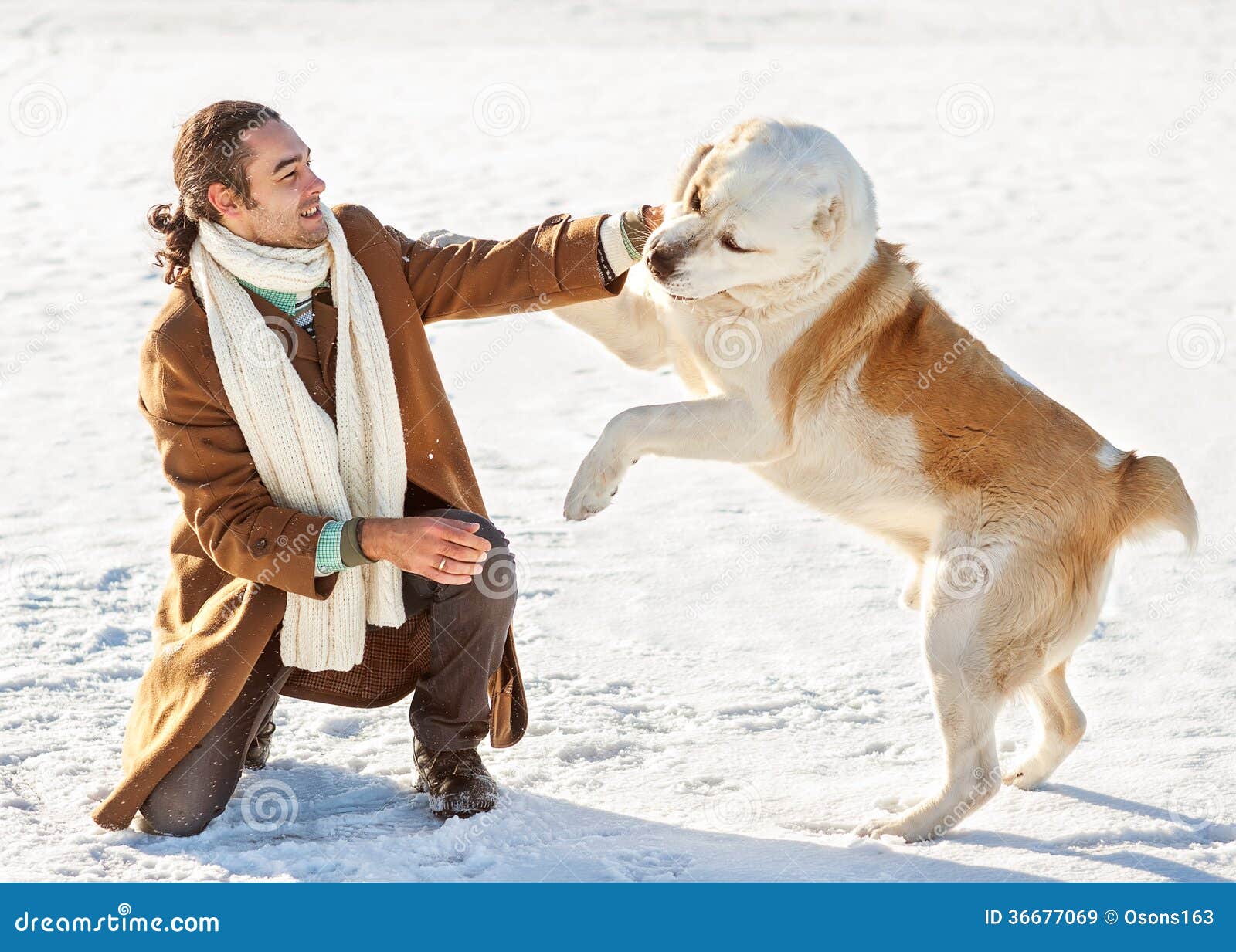 Man and dog outdoors stock image. Image of season, pedigree - 36677069
