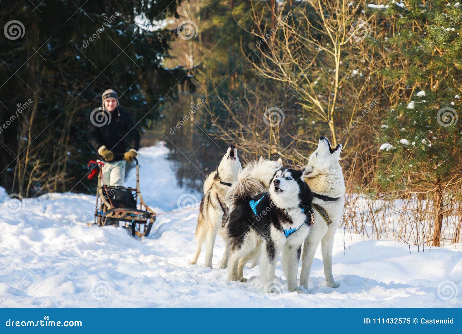 The man with dog sled stock image. Image of road, malamute - 111432575