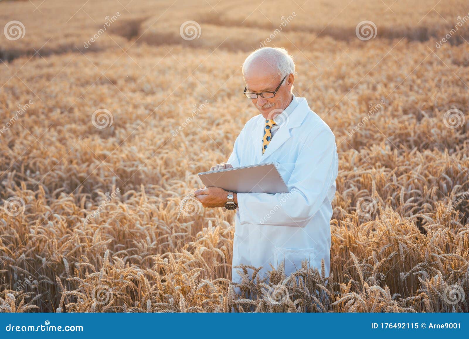 Man Doing Research on Genetically Modified Grain in Wheat Field Stock ...