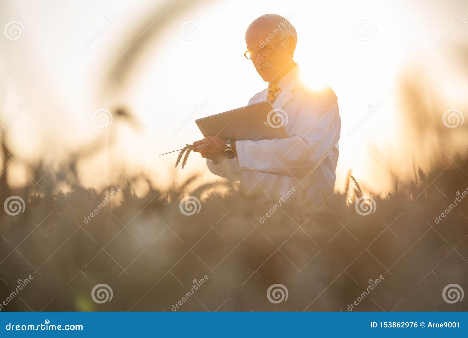 Man Doing Research on Genetically Modified Grain in Wheat Field Stock ...