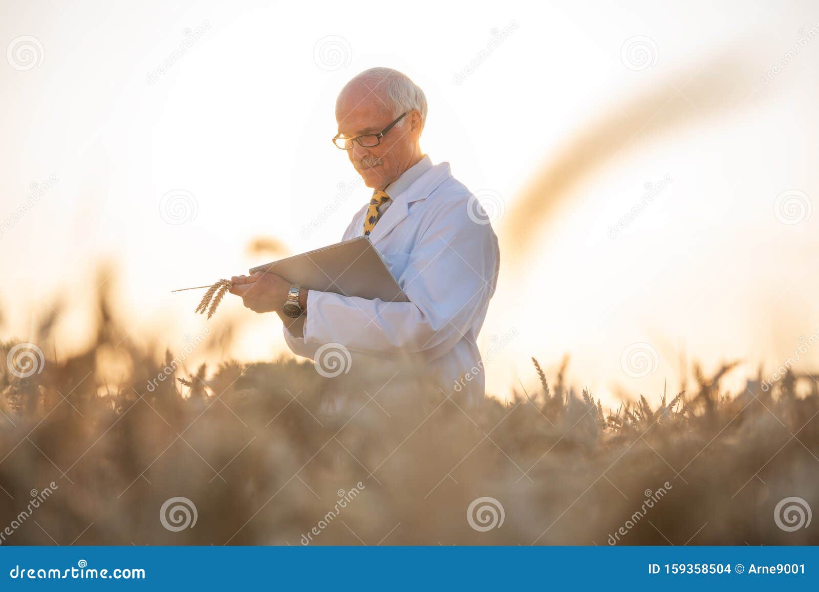 Man Doing Research on Genetically Modified Grain in Wheat Field Stock ...