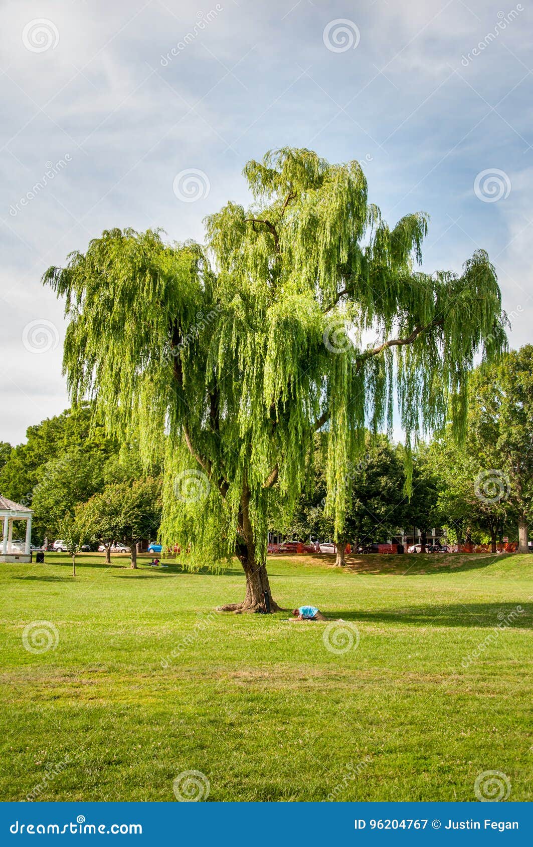 Man Doing Yoga Under a Leaning Weeping Willow Tree in Baker Park ...