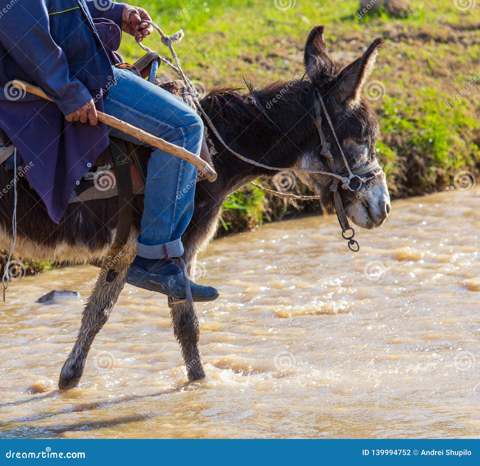 Donkey Crossing Royalty-Free Stock Photo | CartoonDealer.com #411957