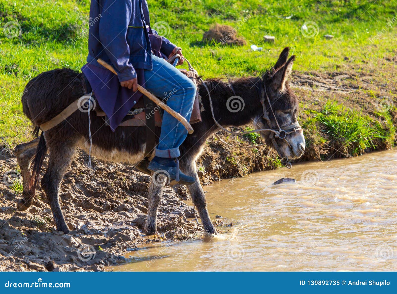 Donkey Crossing Royalty-Free Stock Photo | CartoonDealer.com #411957
