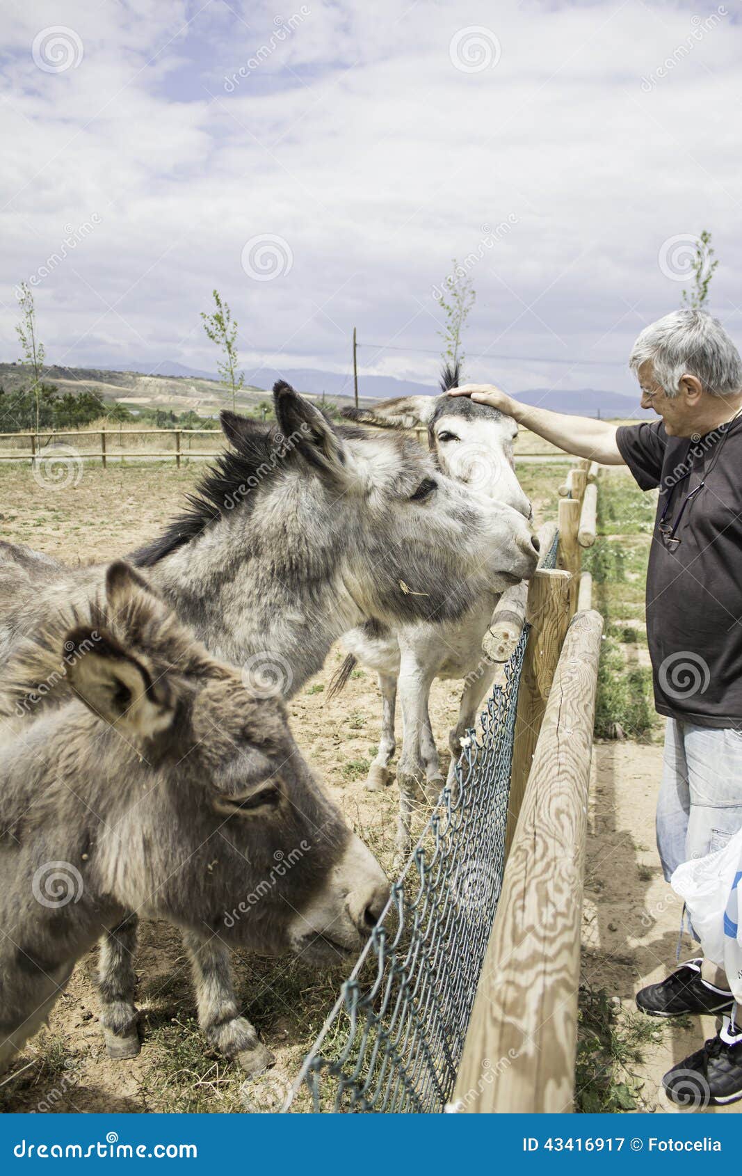 Man with donkey stock image. Image of horse, agriculture - 43416917
