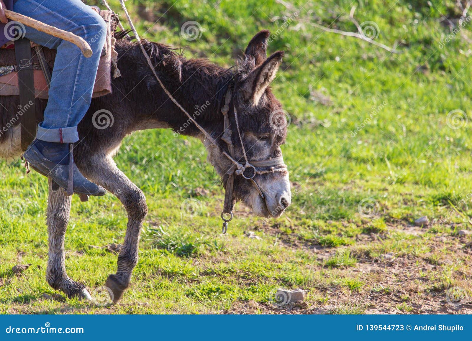 Man on Donkey in Spring Steppe Stock Image - Image of farm, natural ...
