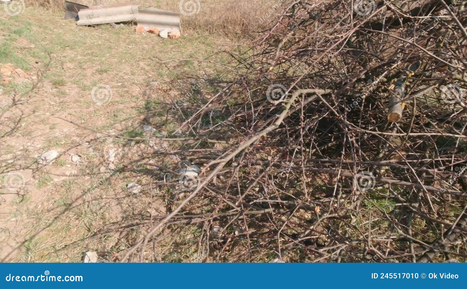 Man Dragging a Tree stock footage. Video of garden, caucasian - 245517010