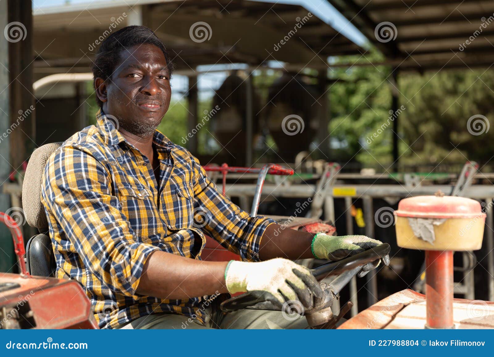 Man Driving Farm Tractor during Spring Works on Cowshed Stock Photo ...