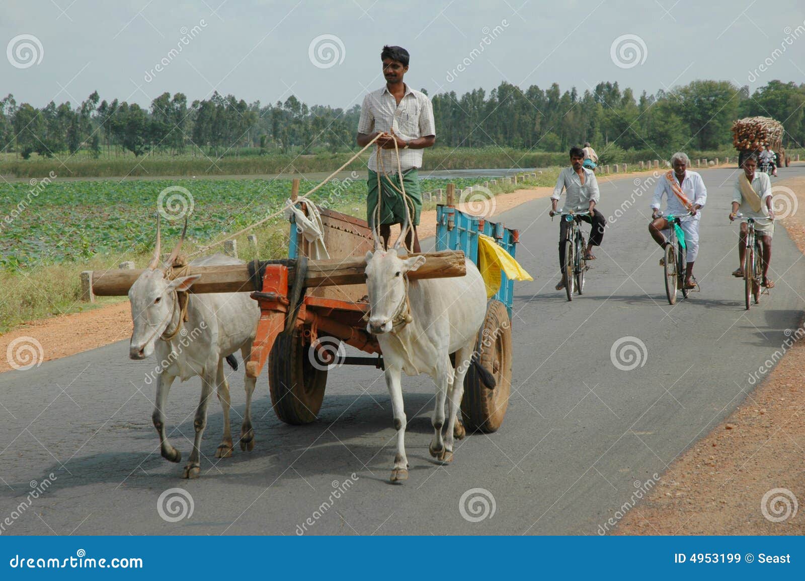 Man driving ox cart editorial stock image. Image of third - 4953199