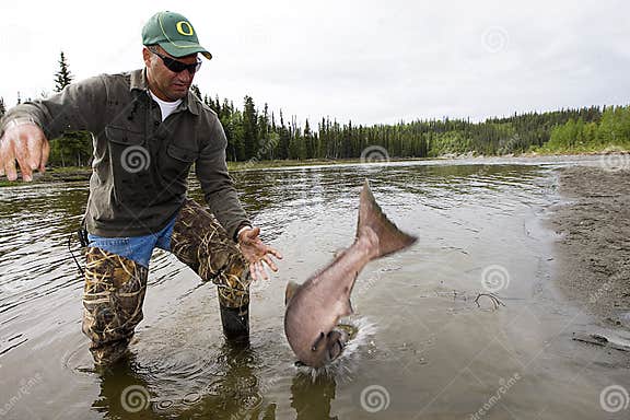 Man dropping a fish stock photo. Image of falling, wild - 18897852