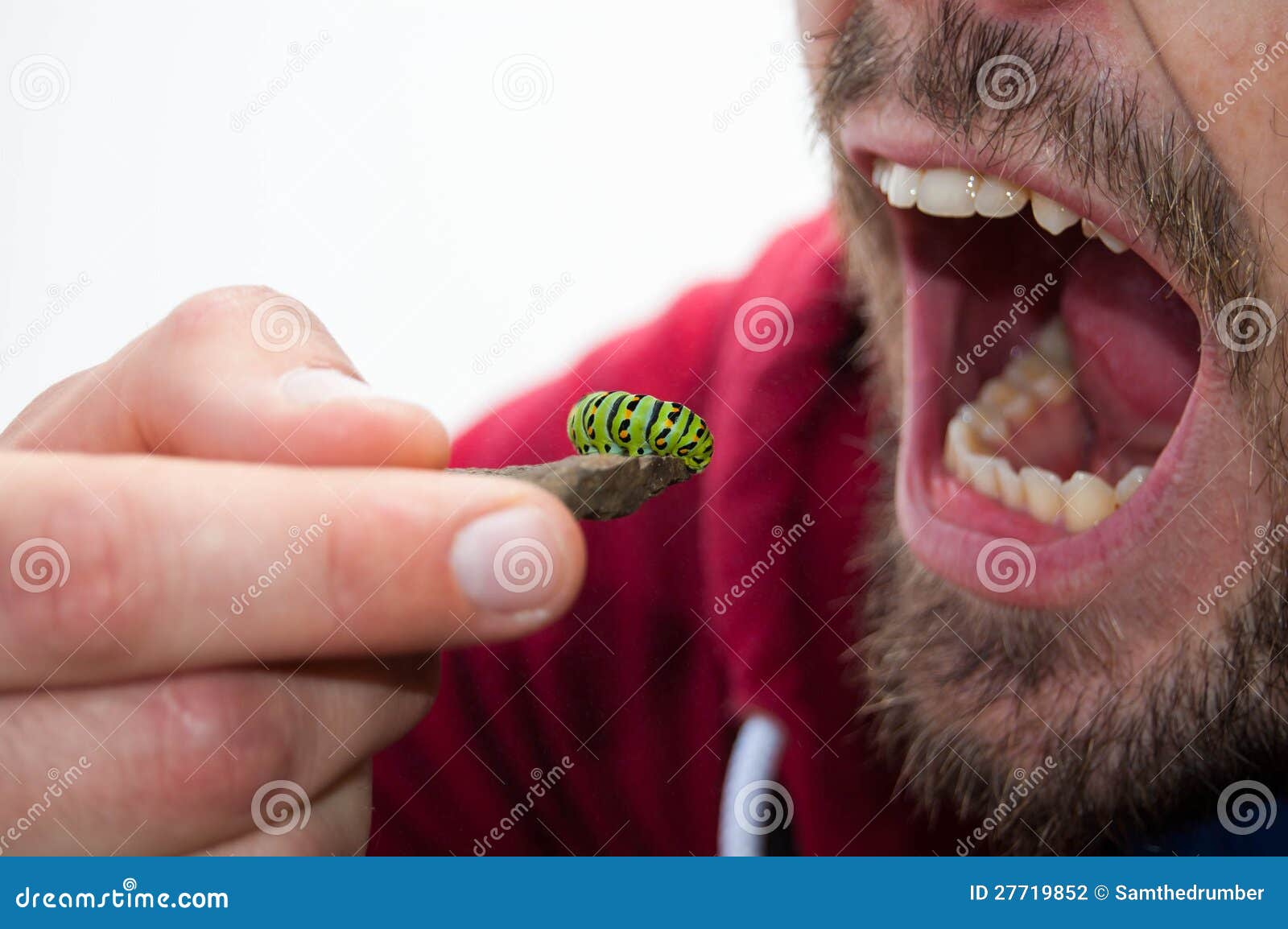 Man Eating Bug stock photo. Image of caterpillar, swallowtail - 27719852