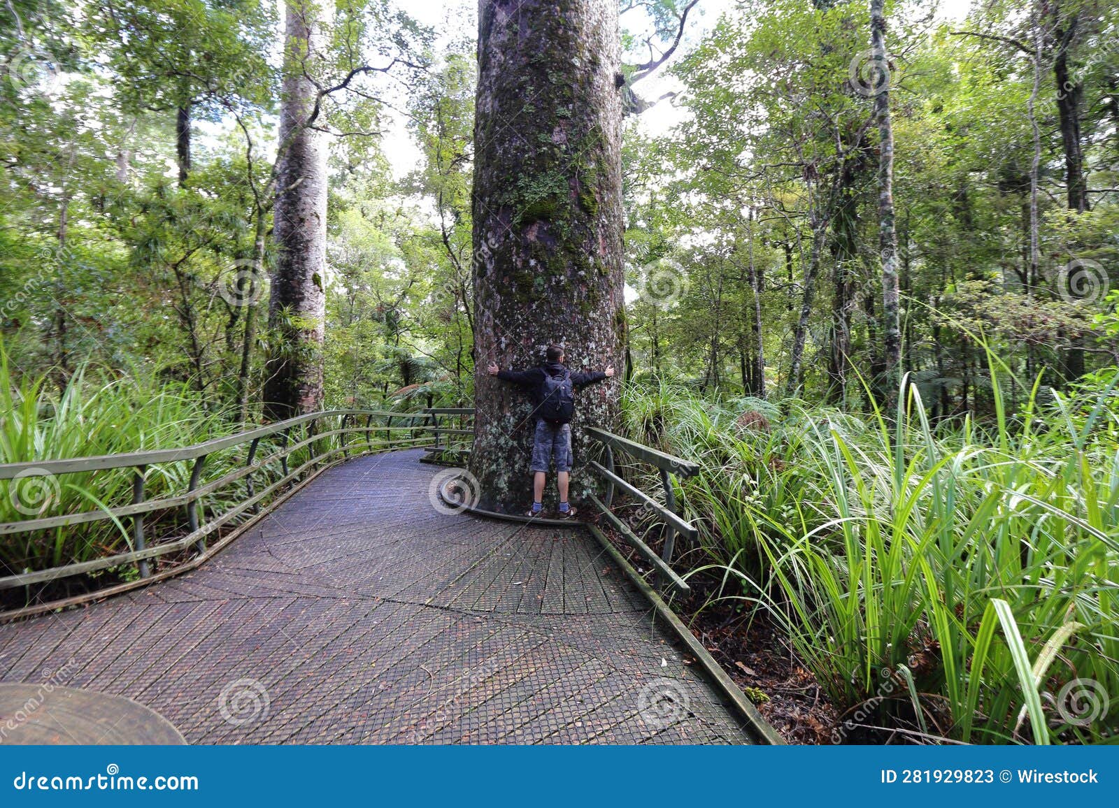 Man Embracing a Large Kauri Tree in the Native Forest of New Zealand ...