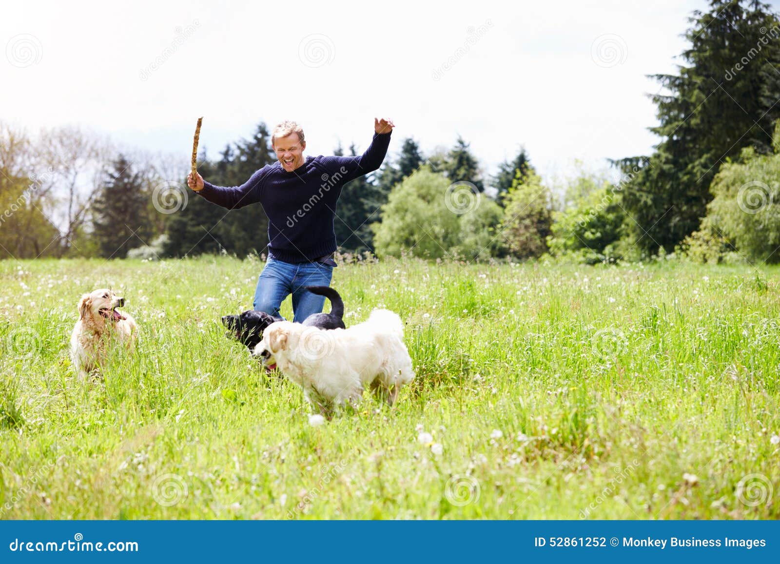 Man Exercising Dogs on Countryside Walk Stock Photo - Image of person ...