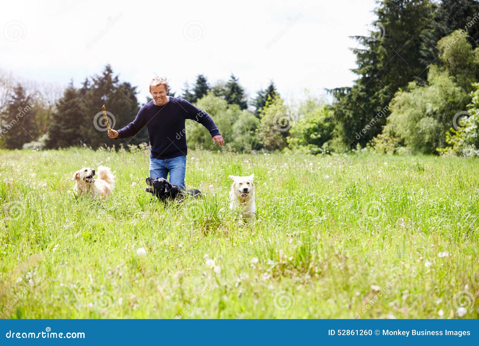 Man Exercising Dogs on Countryside Walk Stock Photo - Image of happy ...