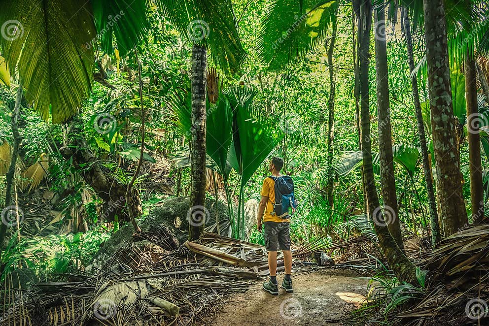 Man Exploring a Tropical Rainforest Stock Image - Image of rainforest, flora: 294170941