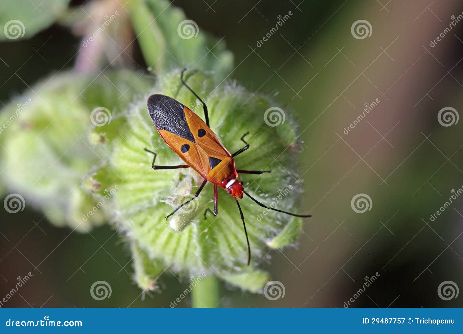 Man face bug stock image. Image of wildlife, arthropod - 29487757
