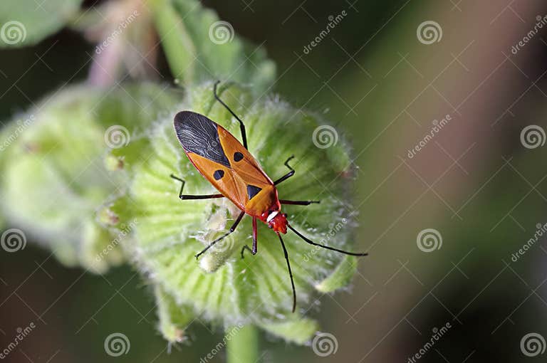 Man face bug stock image. Image of wildlife, arthropod - 29487757