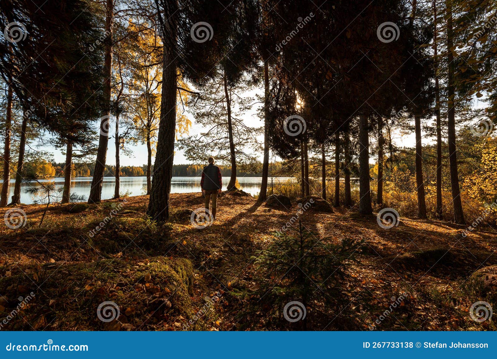 Man in fall forest stock photo. Image of walking, male - 267733138