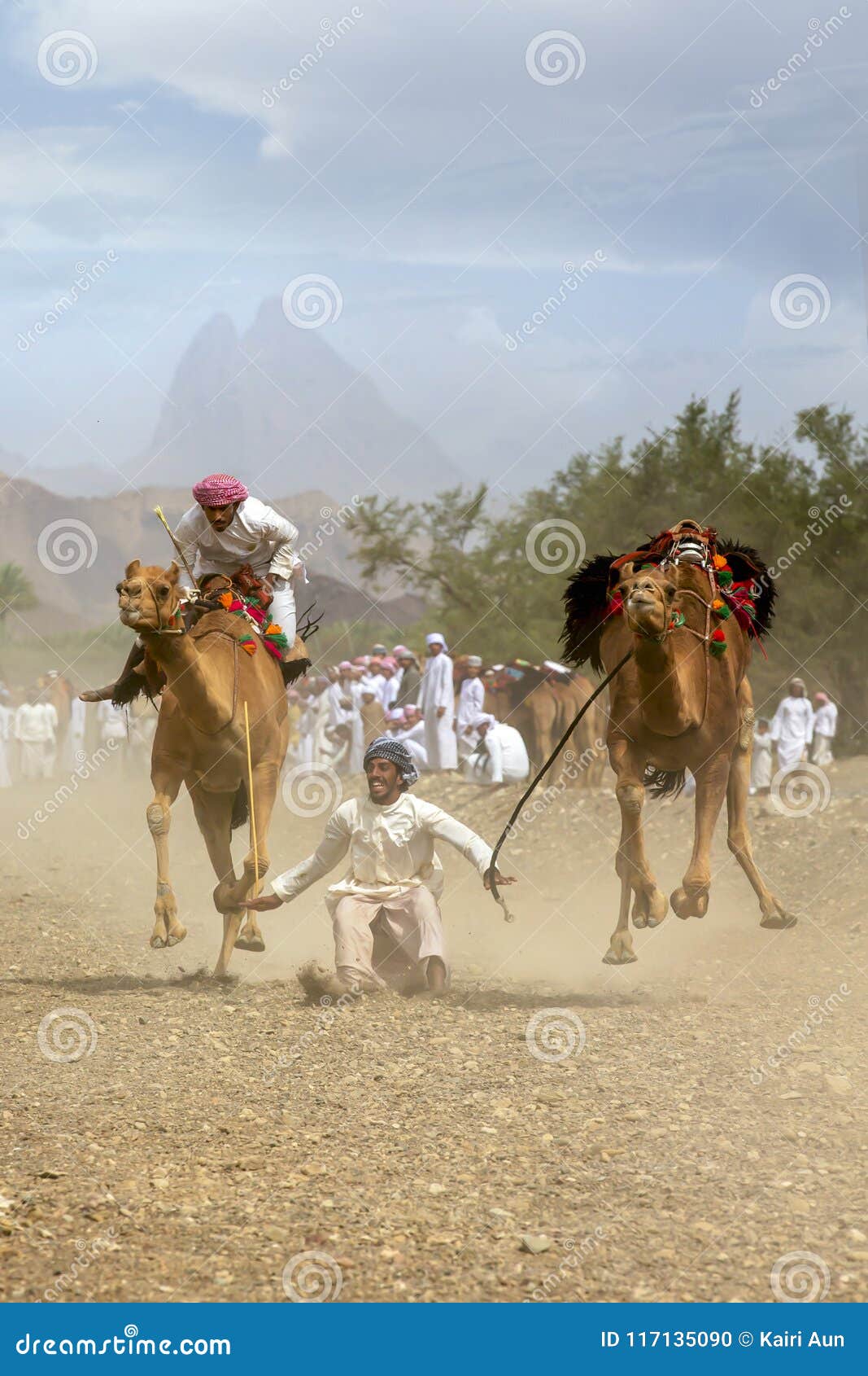 Man falling off a camel editorial image. Image of gulf - 117135090