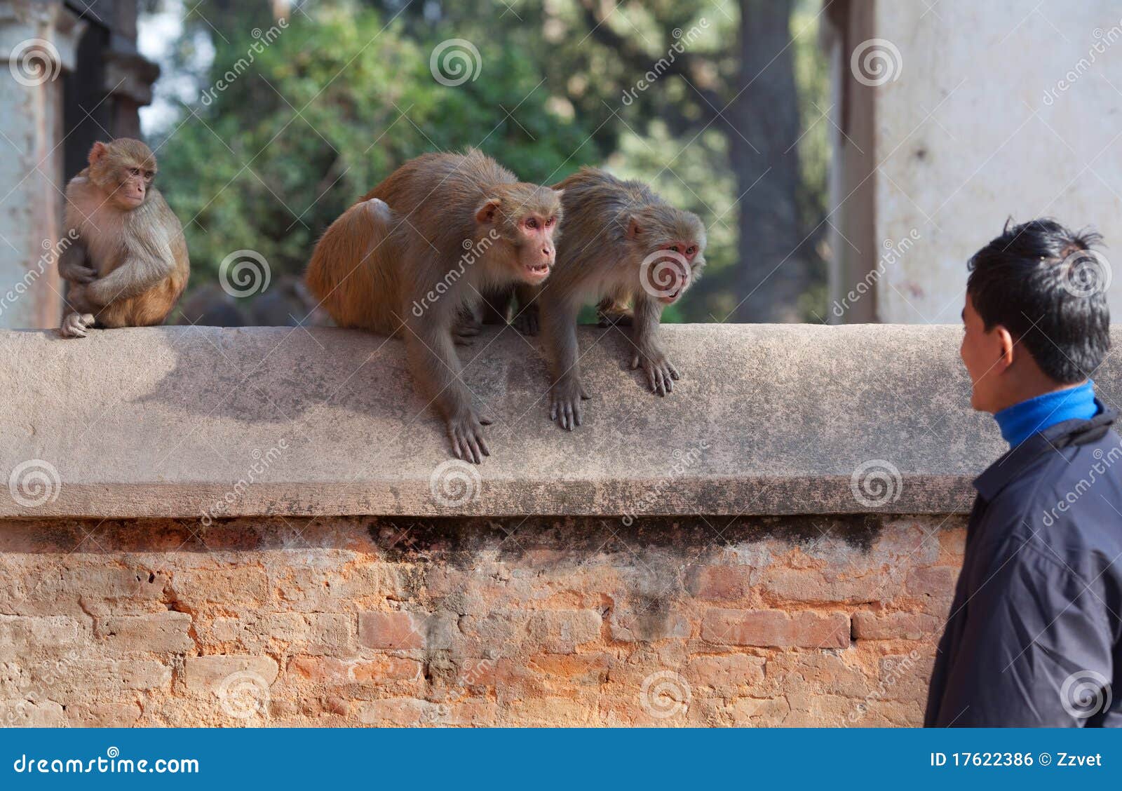 Man and family of monkeys editorial photo. Image of kathmandu - 17622386