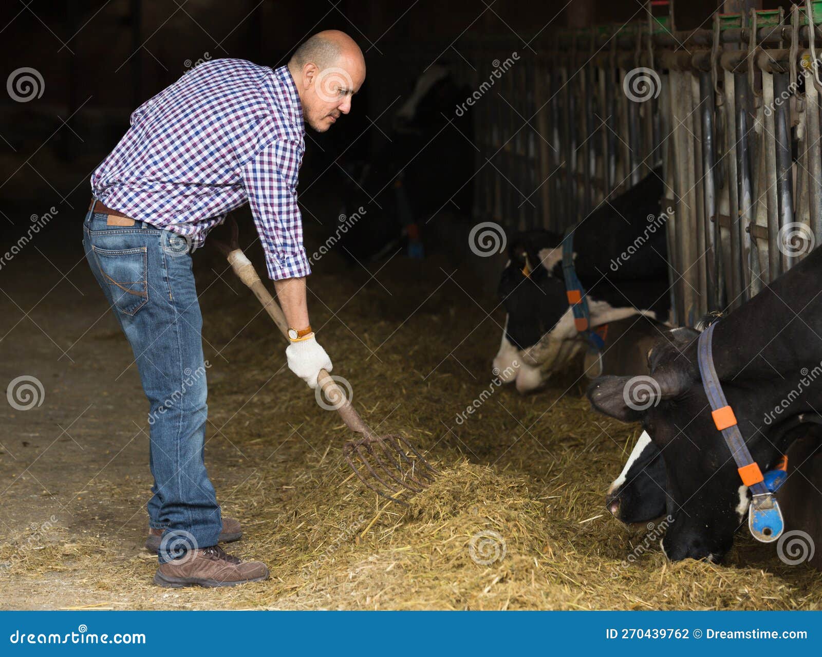 Man Farm Worker Feeding Cows with Hay Stock Photo - Image of looking ...