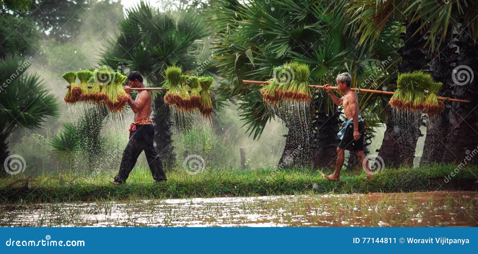 Man farmer Agriculture stock image. Image of rice, poverty - 77144811