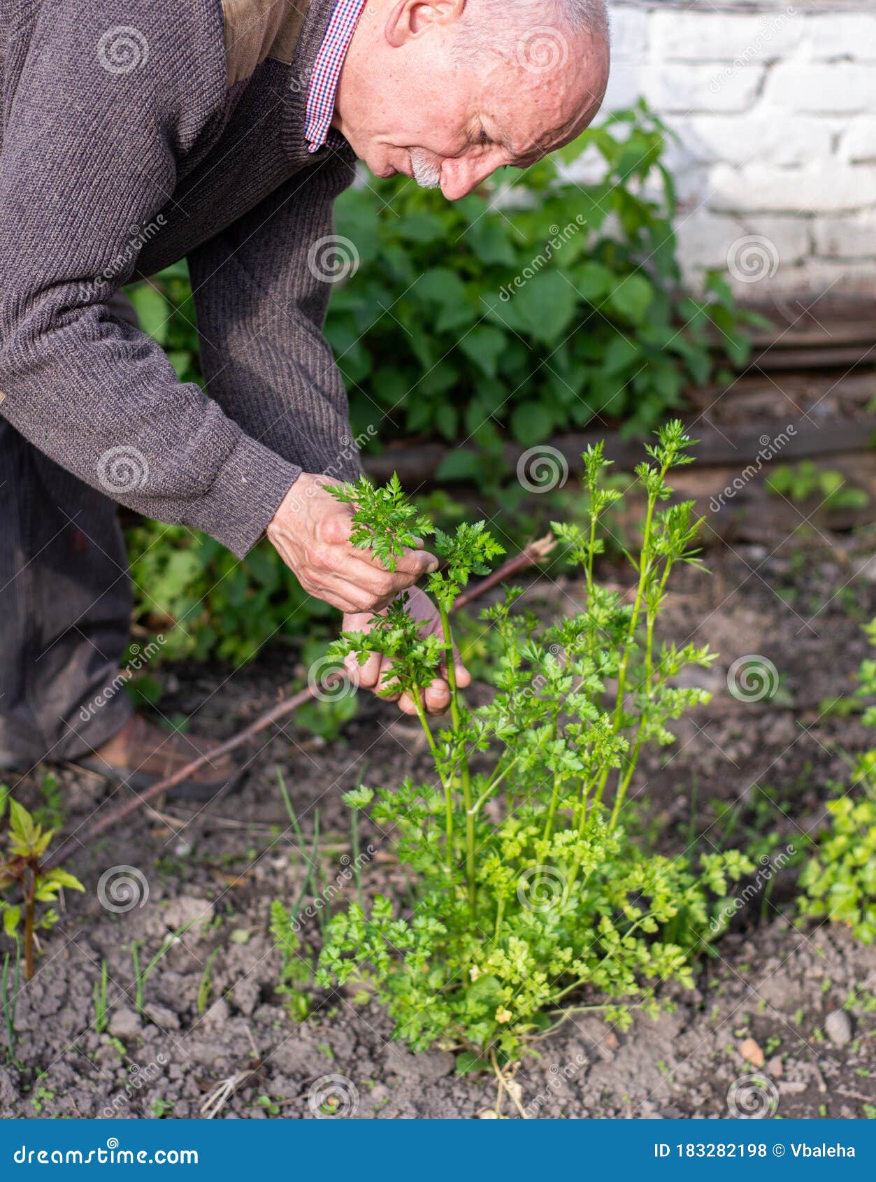 Man Farmer Checking Parsley Leaves Stock Photo - Image of parsley ...